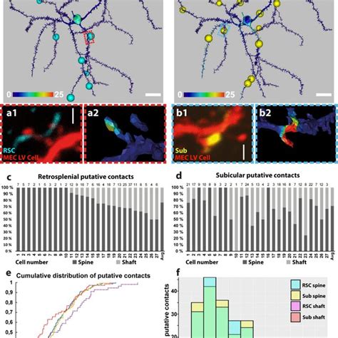 Morphological Properties Of Mec Lv Neurons A A Representative Example Download Scientific