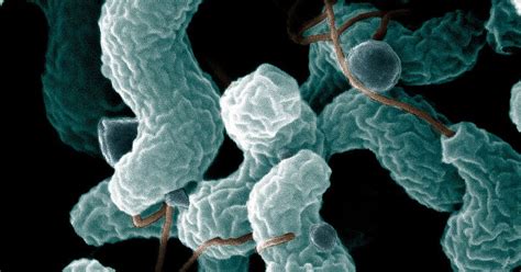 Kingdom Of The Bodily Palace Campylobacteriosis