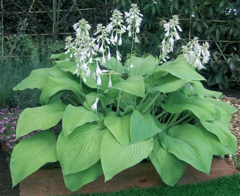 Hosta Heaven Affordable Garden Plants