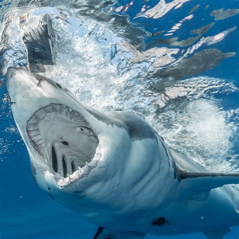 Great White Shark Attack