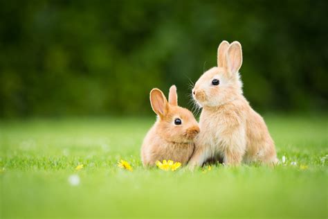 Wallpaper Rabbits Grass Flowers 1920x1280 Suicidalcrazy 1806799
