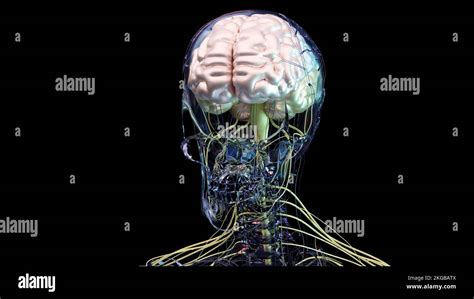 Diagram Of The Sympathetic Nervous System Autonomic Nervous