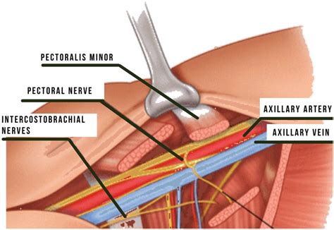Anatomy Of The Axillary Artery In Relation To The Axillary Vein And