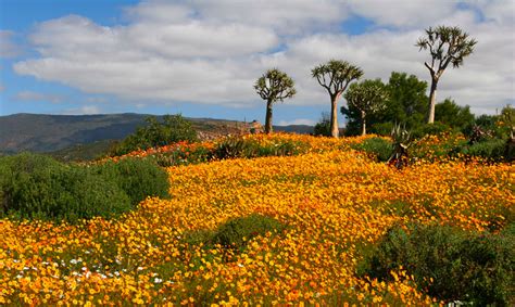 Namaqualand Primavera En El Jardín De Los Dioses El Viajero Feliz