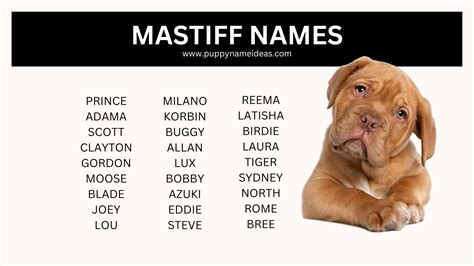 370 Mastiff Names With Meanings