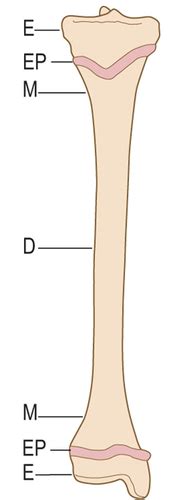 Icm Fractures Intro Upper Limb Flashcards Quizlet