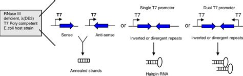 Schematic Representation Of Various Hairpin RNA Construct For The In Download Scientific
