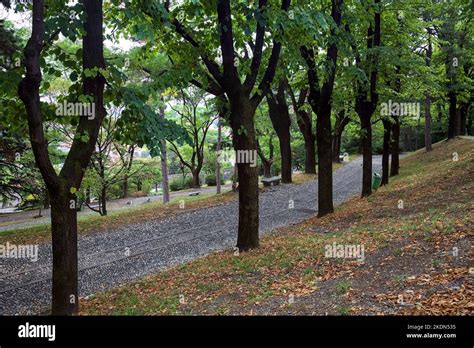 Paved Path Under A Tree Canopy In A Park Stock Photo Alamy