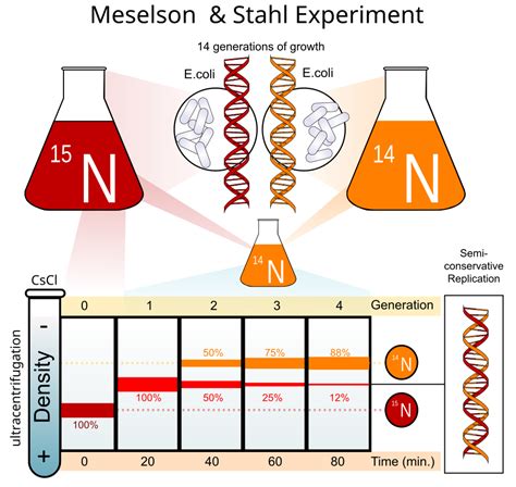 8 2 Dna Replication Biology Libretexts