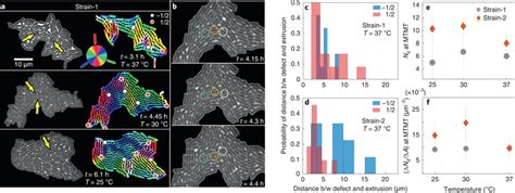Kinetics And Distribution Of Topological Defects During Mtmt A Download Scientific Diagram