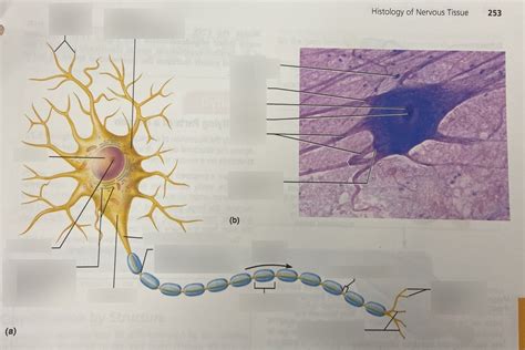 Axon Diagram Diagram Quizlet