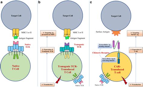 Native T Cells Transgenic Tcr Transduced T Cells And Car Transduced T