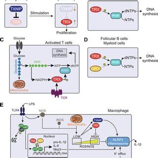 Targeting The TRX System For Cancer Therapy Cancer Cells Adapt To Download Scientific Diagram