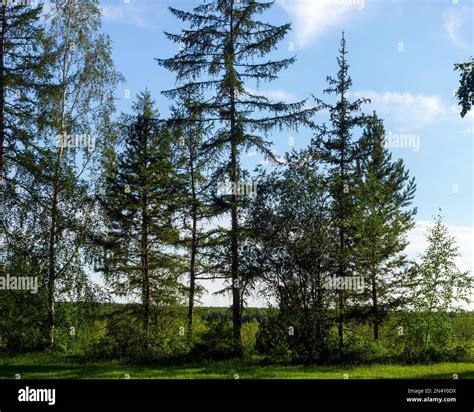 Tundra Trees And Plants