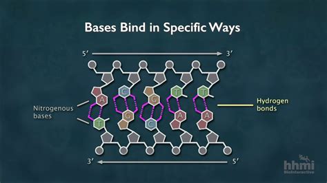 Chemical Structure Of Deoxyribose