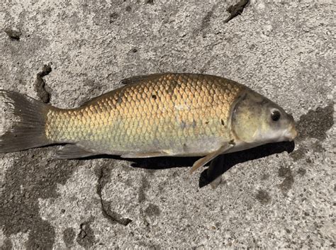 Smallmouth Buffalo Fishing Regulations Lures Behavior And Prime