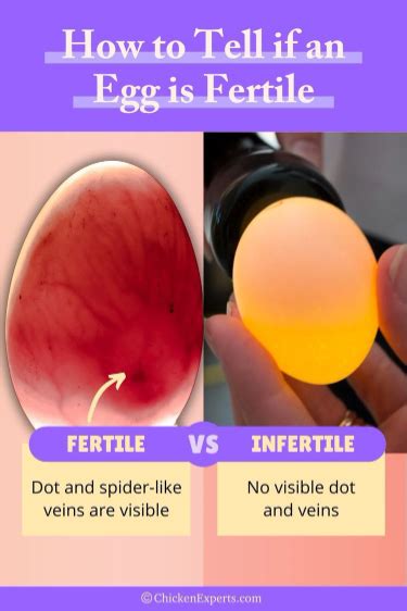 Egg Candling Artofit