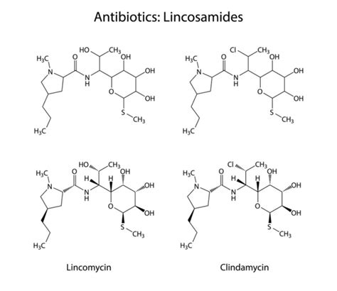 Clindamycin Class Of Antibiotics