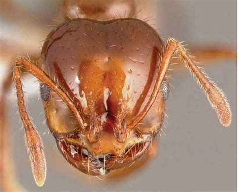 Observing Ants Under The Microscope Microscope Club