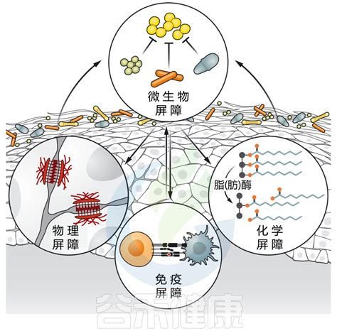 皮肤屏障 谷禾健康