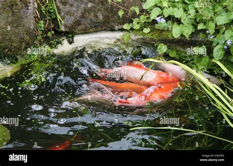 Fish Spawning Pond Hi Res Stock Photography And Images Alamy