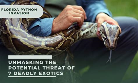 Florida Python Invasion Unmasking The Potential Threat Of 7 Deadly Exotics