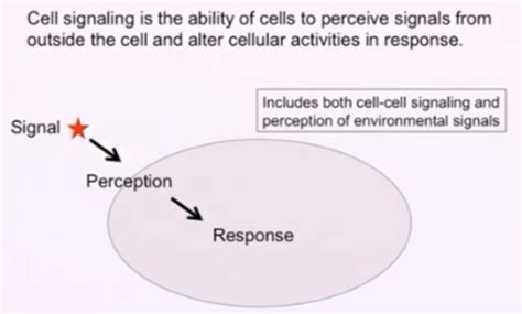 Chapter 11 Cell Communication Flashcards Quizlet