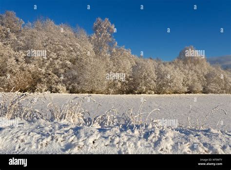 Trees Covered With Snow Stock Photo Alamy Trees Covered With Snow Stock Photo Alamy