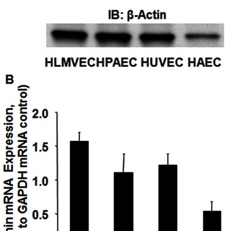 Coronin 1b Localization In Human Lung Endothelial Cells Hpaecs Grown