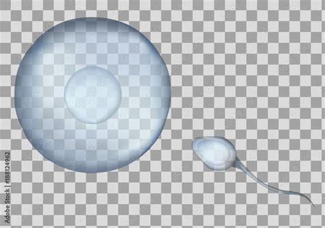 Blue Egg And Sperm Cell Vector Illustration 3d Fertilisation Isolated
