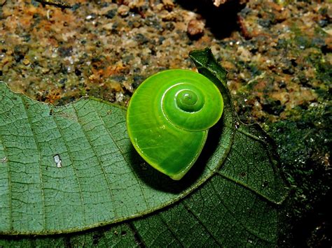Green Snail Rhinocochlis Nasuta Mount Kinabalu Np Sabah… Flickr