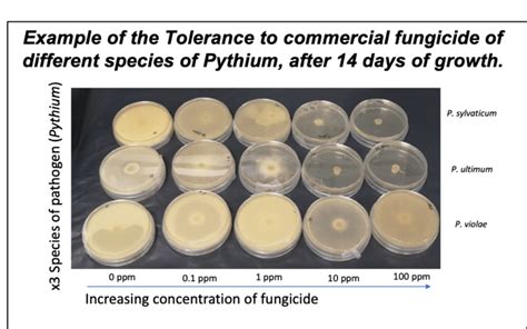 What Is Pythium Fa Bio