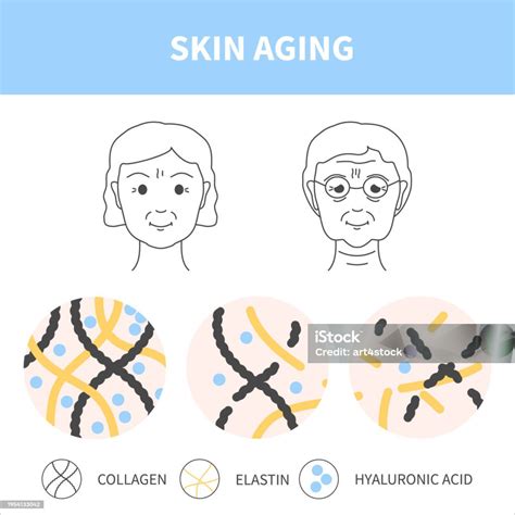 Female Skin Aging And Collagen Loss Diagram Illustration Stock Illustration Download Image Now