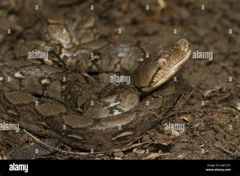 Baby Reticulated Python Python Reticulatus Bali Locality In Indonesia Stock Photo Alamy