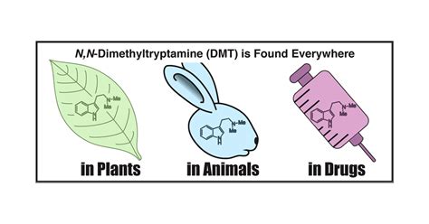 How To Make Dmt Drug
