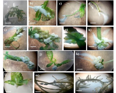 Agrobacterium Rhizogenes Mediated Transformation In Cannabis Sativa L Download Scientific