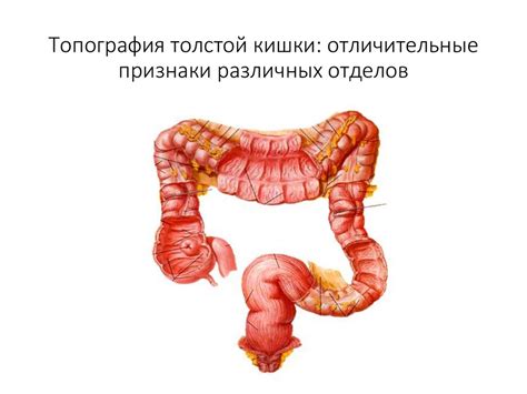 Топографическая анатомия нижнего этажа брюшной полости презентация онлайн