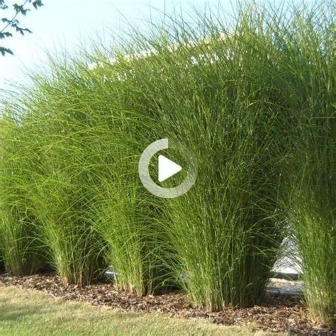 Pin Av 영혼의 꽃 På Flower Palette