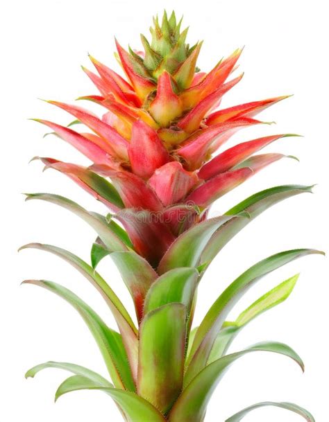 Colorful Bromeliad Inflorescence With Green And Red Bracts Isolated On