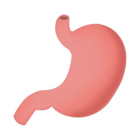 3d에서 만든 흰색 배경에 고립 된 인간의 창자 벡터 일러스트 레이 션 프리미엄 벡터