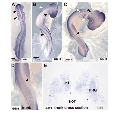 Macrophage Migration Inhibitory Factor Mif Was Expressed By Ncc Download Scientific