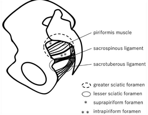 Lesser Sciatic Foramen Boundaries