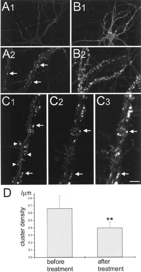 Dissociation Of Gfp Psd Zip45 Clusters Induced By The Download