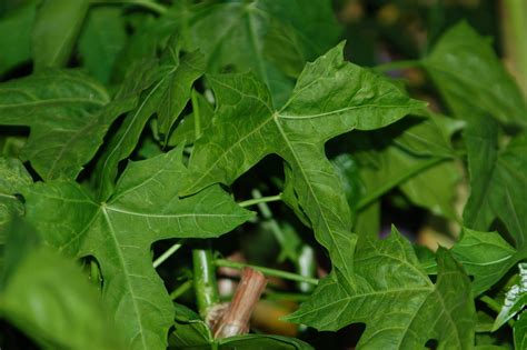 The New Stone Age Farm Chaya Aka Tree Spinach