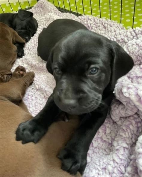 Pointerdor Puppies Labrador X Pointer