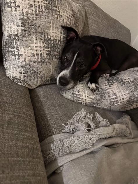 Carol Marzouk The Executive Lion Tamer®️ On Linkedin Who Wants To Do A Good Deed For Just A