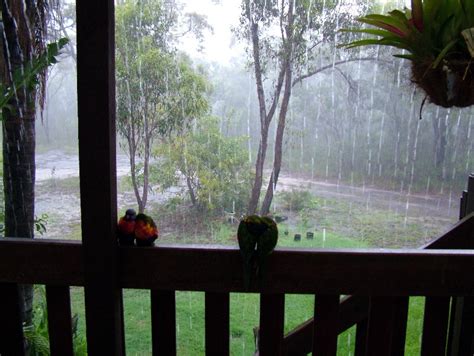 Rainy Day Cuddle BirdForum