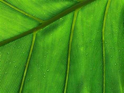 Uncovering Green Bubble Wrap Types Benefits And Applications