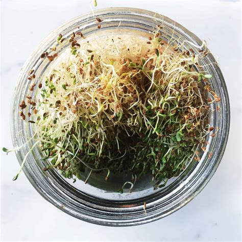 Growing Your Own Sprouts At Home Erins Inside Job