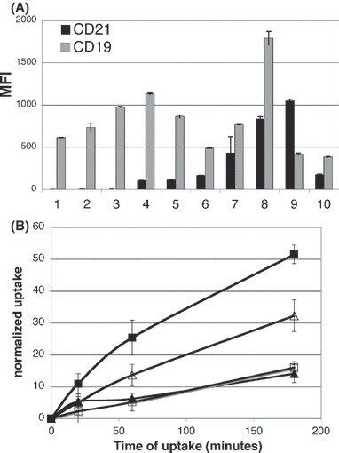 Quantitation Of Cd19 And Cd21 Surface Levels And Anti Cd19 Uptake By Download Scientific